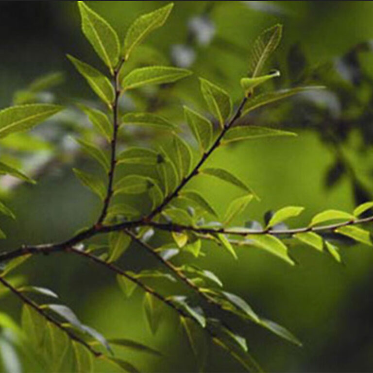 Ulmus Parvifolia "Emer II Allee" - Allee Elm - Tidewater Trees