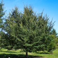 Juniperus Virginiana "Idyllwild" - "Idyllwild" Juniper - Tidewater Trees