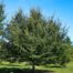 Ulmus Parvifolia "Everclear" BSNUPF - Everclear Lacebark Elm ...