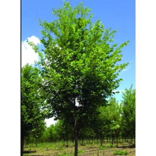 Ulmus Americana "Valley Forge" - American "Valley Forge" Elm ...