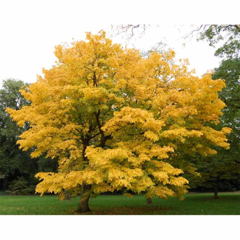 Acer Rubrum Brandywine - Red Maple - Tidewater Trees
