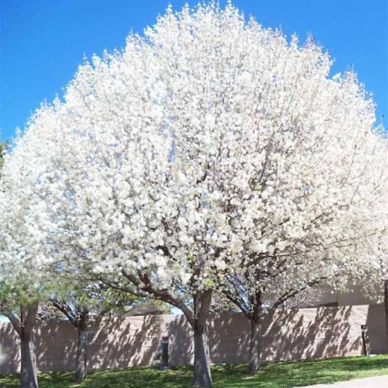 Pyrus Callery "Aristocrat" - Aristocrat Flowering Pear - Tidewater Trees