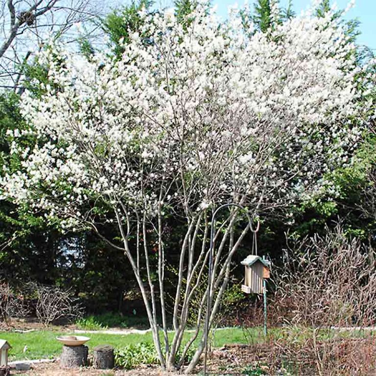Nyssa Sylvatica "Green Gable" - Black Gum or Tupelo - Tidewater Trees