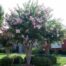 Lagerstroemia Indica "Biloxi" - Biloxi Crape Myrtle - Tidewater Trees