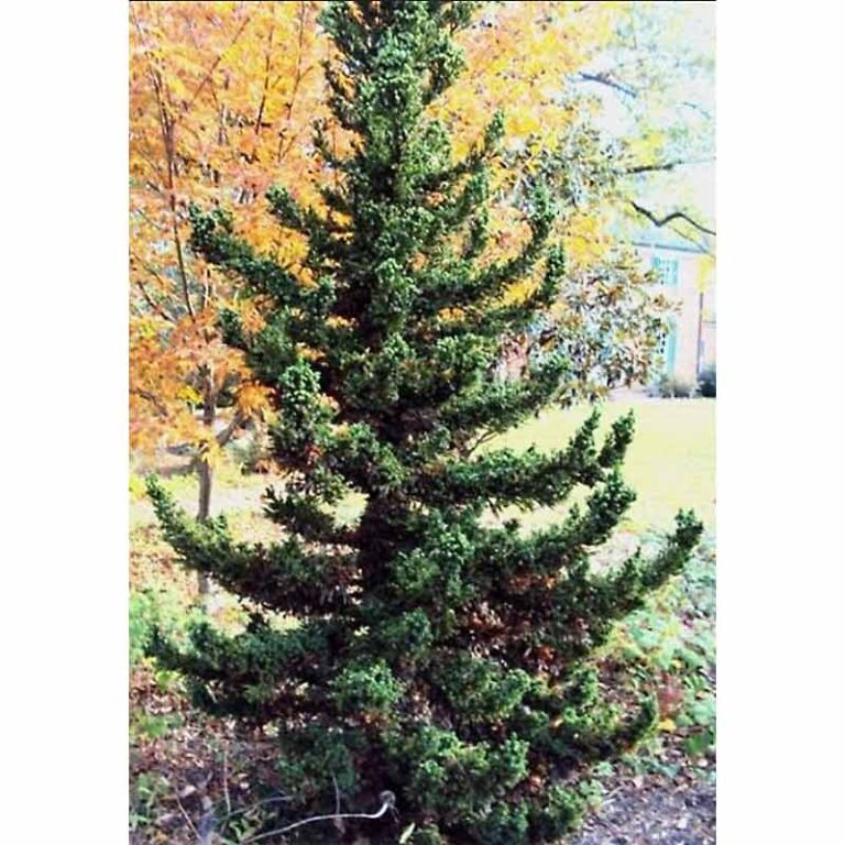 Cryptomeria Japonica - "Black Dragon" - Tidewater Trees