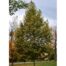 Platanus Acerifolia "Bloodgood" - "Bloodgood" London Planetree ...