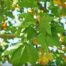 Platanus Acerifolia "Bloodgood" - "Bloodgood" London Planetree ...