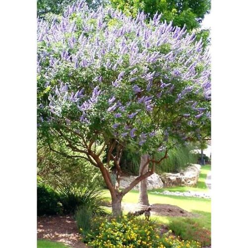 Vitex Agnus-Castus - Blue Chaste Tree - Tidewater Trees