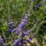 Vitex Agnus-Castus - Blue Chaste Tree - Tidewater Trees