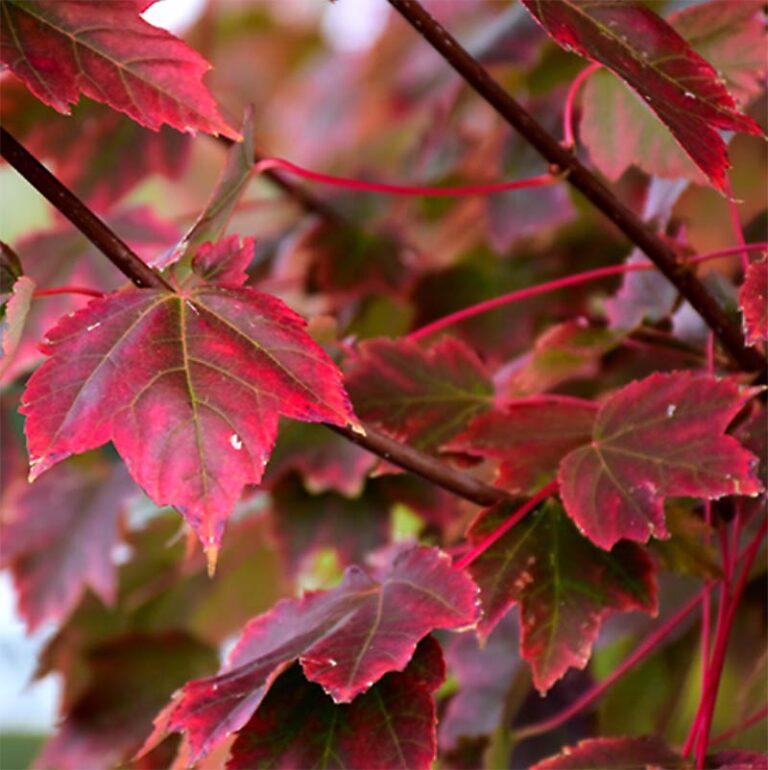 Acer Rubrum Brandywine - Red Maple - Tidewater Trees