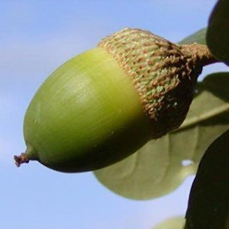 Quercus Cathedral - Cathedral Live Oak - Tidewater Trees