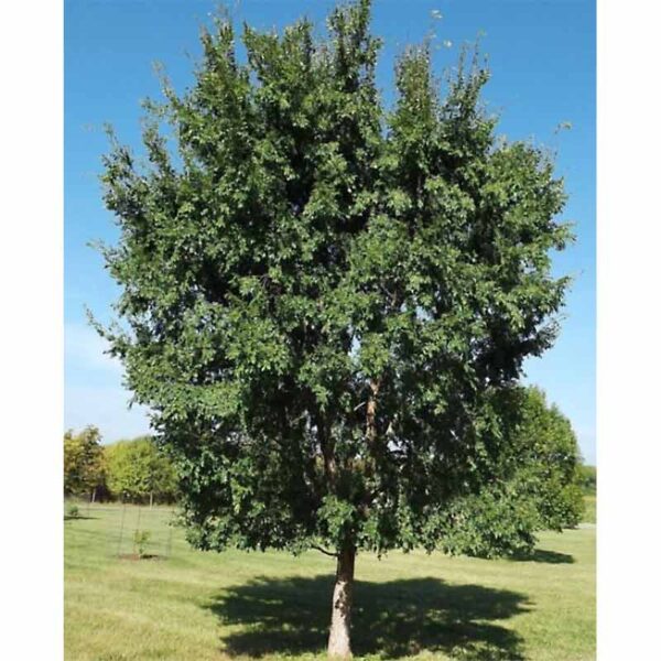 Ulmus Parvifolia - Chinese Lacebark "Dynasty" Elm - Tidewater Trees