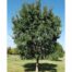 Ulmus Parvifolia - Chinese Lacebark "Dynasty" Elm - Tidewater Trees