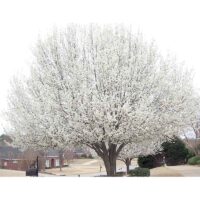 Pyrus Calleryana "Cleveland Select" - Cleveland Select Flowering Pear ...
