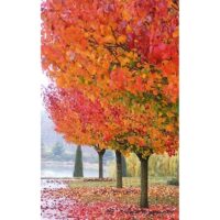 Pyrus Calleryana "Cleveland Select" - Cleveland Select Flowering Pear ...