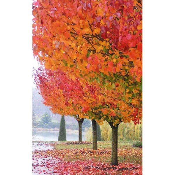 Pyrus Calleryana "Cleveland Select" - Cleveland Select Flowering Pear ...