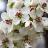 Pyrus Calleryana "Cleveland Select" - Cleveland Select Flowering Pear ...