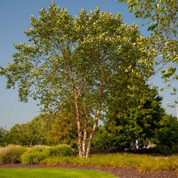 Betula Nigra "Cully Heritage" - "Cully Heritage" River Birch ...