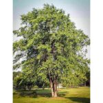 Pyrus Callery "Aristocrat" - Aristocrat Flowering Pear - Tidewater Trees