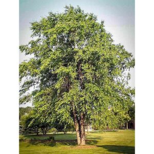 Juniperus Virginiana "Idyllwild" - "Idyllwild" Juniper - Tidewater Trees