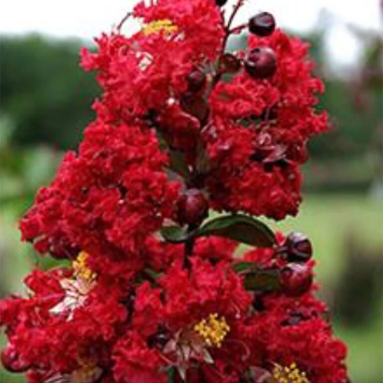 Lagerstroemia Indica "Whit II" - Dynamite Crape Myrtle - Tidewater Trees