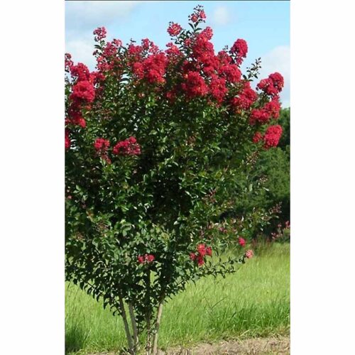 Lagerstroemia Indica "Whit II" - Dynamite Crape Myrtle - Tidewater Trees