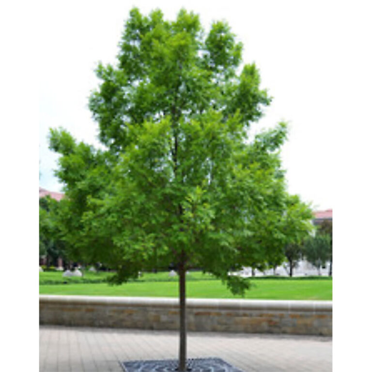 Ulmus Parvifolia "Everclear" BSNUPF - Everclear Lacebark Elm ...