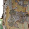 Ulmus Parvifolia "Everclear" BSNUPF - Everclear Lacebark Elm ...