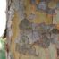 Ulmus Parvifolia "Everclear" BSNUPF - Everclear Lacebark Elm ...