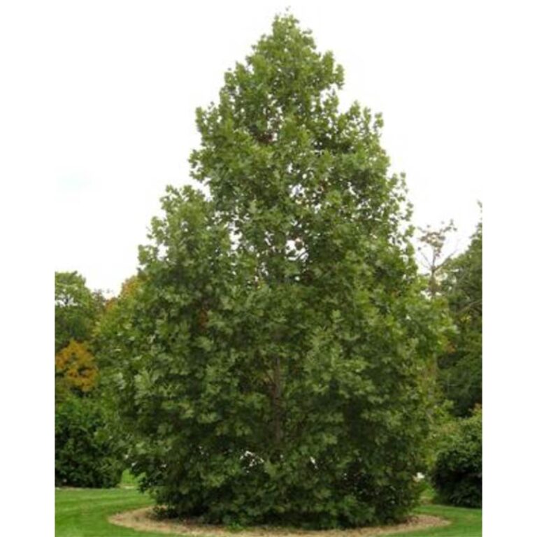Platanus Acerifolia "Morton Circle" - Exclamation London Planetree ...