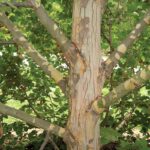 Platanus Acerifolia "Morton Circle" - Exclamation London Planetree ...