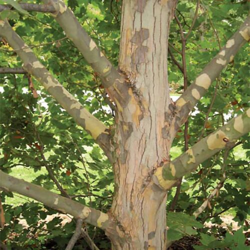 Platanus Acerifolia "Morton Circle" - Exclamation London Planetree ...