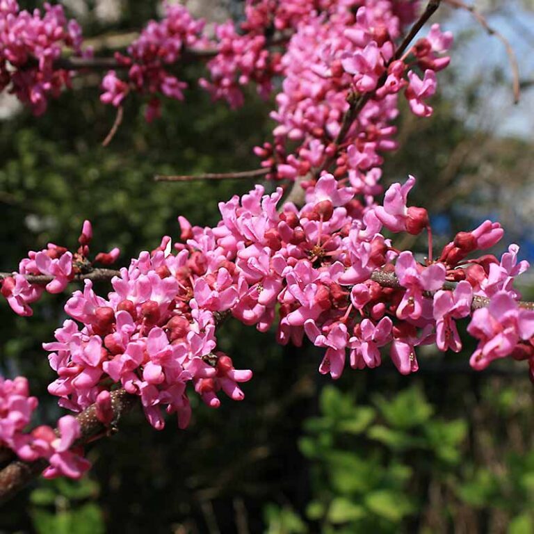 Cercis Canadensis - "Forest Pansy" Redbud - Tidewater Trees