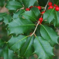 Ilex Opaca - "Greenleaf" American Holly - Tidewater Trees