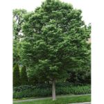 Celtis Laevigata - Southern Hackberry - Sugarberry - Tidewater Trees