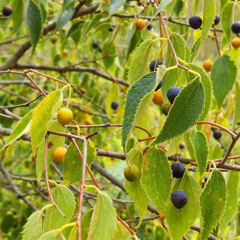 Celtis Occidentalis - Hackberry - Tidewater Trees