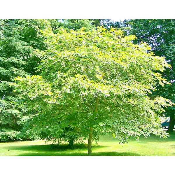 Styrax Japonicus - Japanese Snowbell - Tidewater Trees