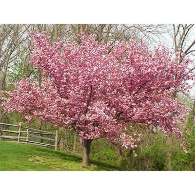 Prunus Serrulata "Kwanzan" - Kwanzan Flowering Cherry - Tidewater Trees