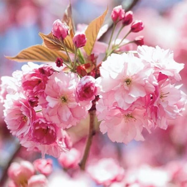 Prunus Serrulata "Kwanzan" - Kwanzan Flowering Cherry - Tidewater Trees
