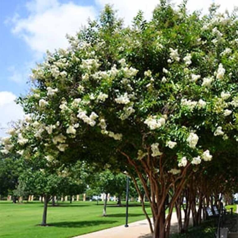Crepe Myrtle Trees Live Plants With Bulbs Natchez Crape Myrtle - White ...