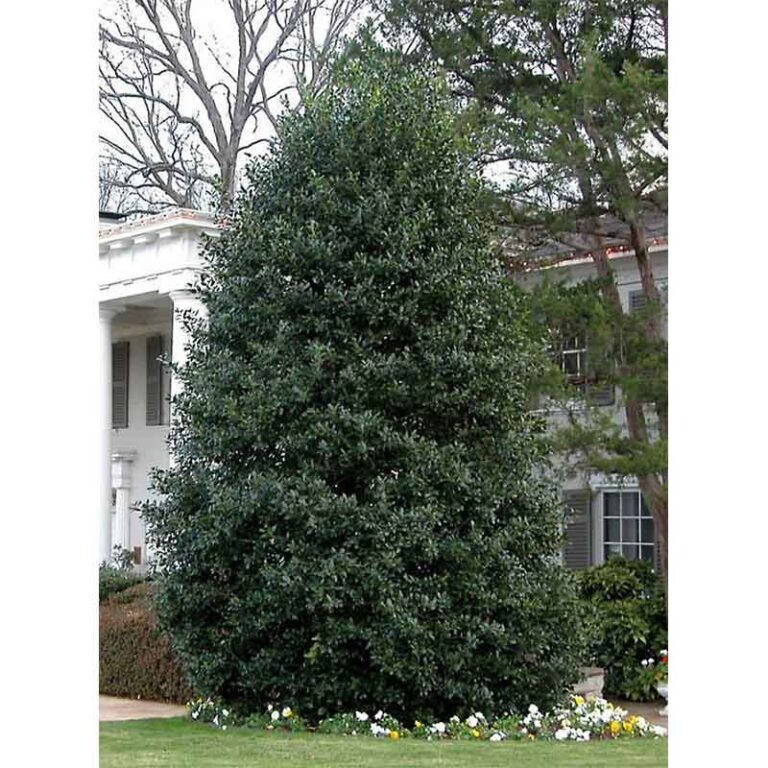 Ilex X "Nellie Stevens" - "Nellie Stevens" Holly - Tidewater Trees