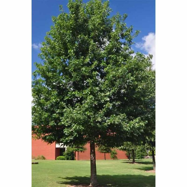 Quercus Nuttalli - Nuttall Oak - Tidewater Trees