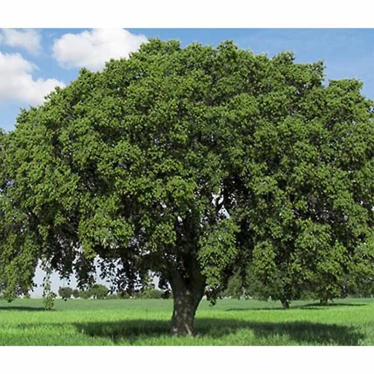 Quercus Lyrata - Overcup Oak - Tidewater Trees