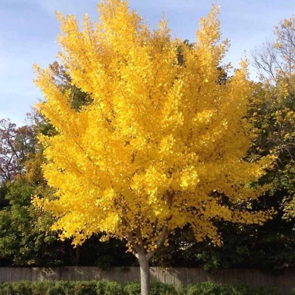 Ginkgo Biloba - "Presidential Gold" Ginkgo Tree - Tidewater Trees