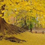 Ginkgo Biloba - "Presidential Gold" Ginkgo Tree - Tidewater Trees