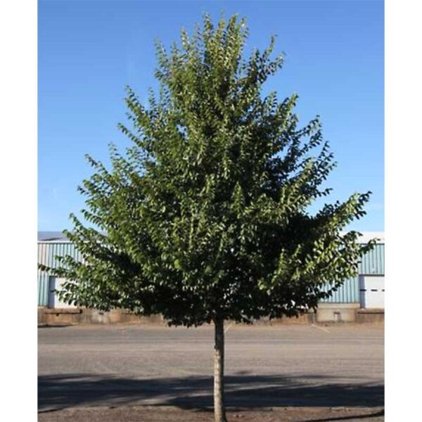 Ulmus Americana "Princeton" - Princeton Elm - Tidewater Trees