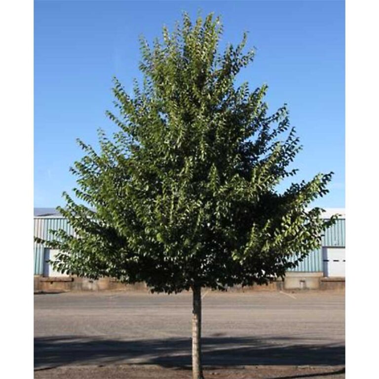 Ulmus Americana "Princeton" - Princeton Elm - Tidewater Trees