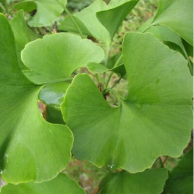 Ginkgo Princeton Sentry - Tidewater Trees