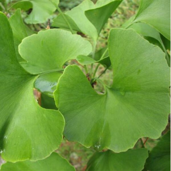 Ginkgo Princeton Sentry - Tidewater Trees