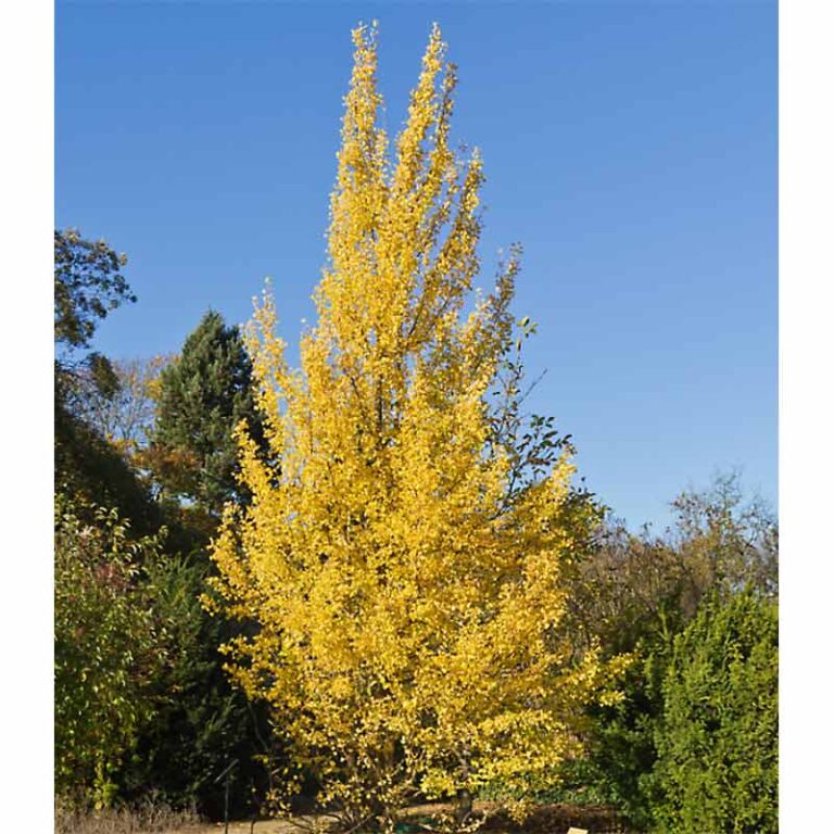 Ginkgo Princeton Sentry - Tidewater Trees